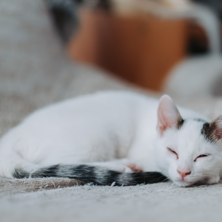 Blanquito – Felinos 3C